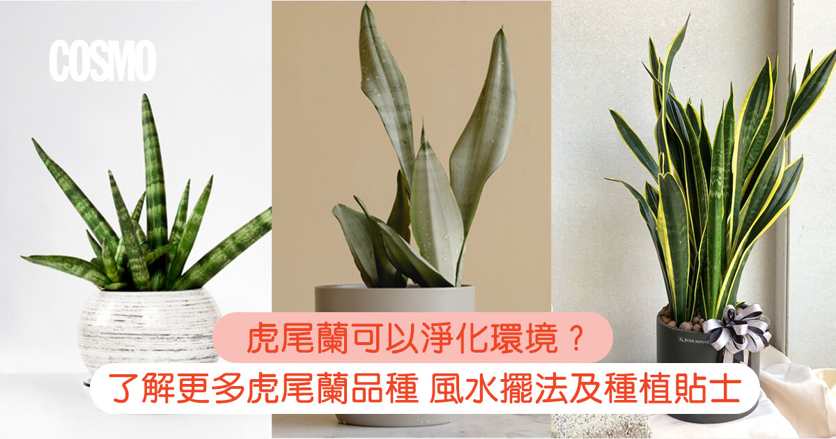 虎尾蘭助淨化家居環境一文了解品種 風水擺法及種植貼士